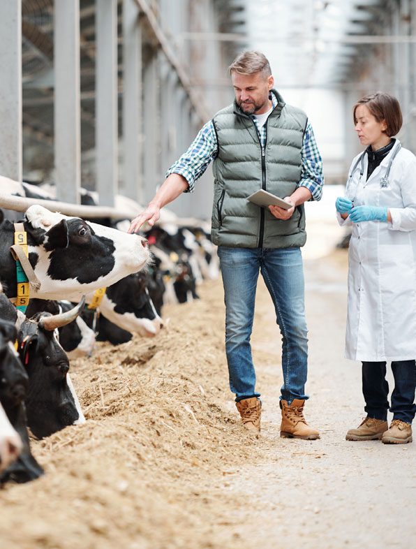 Our Process - Inspire Veterinary Partners