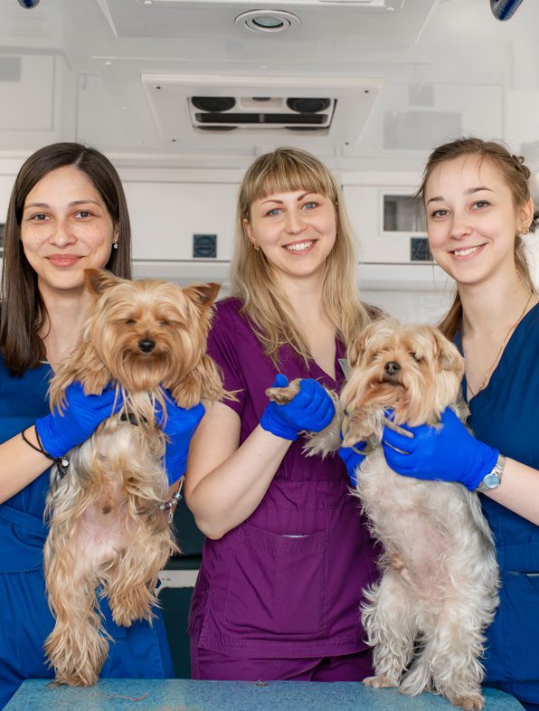 Our Process - Inspire Veterinary Partners