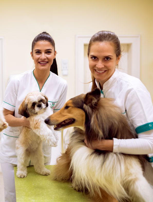 Our Process - Inspire Veterinary Partners