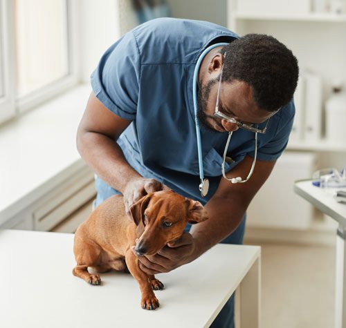 Our Inspiration - Inspire Veterinary Partners